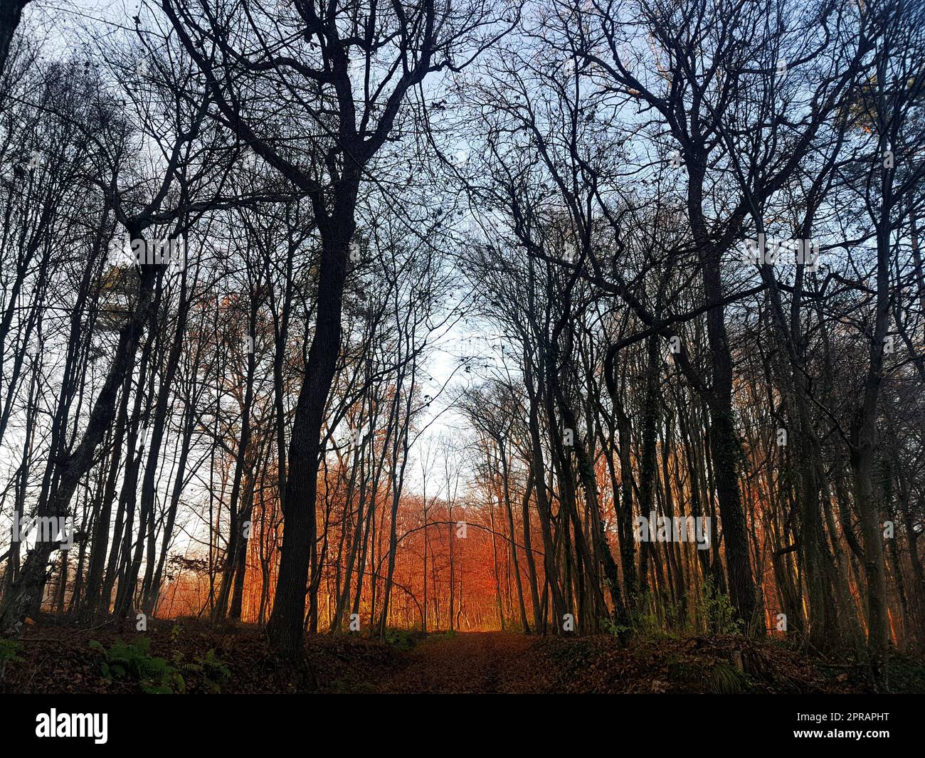 Sunset through trees hi-res stock photography and images - Alamy
