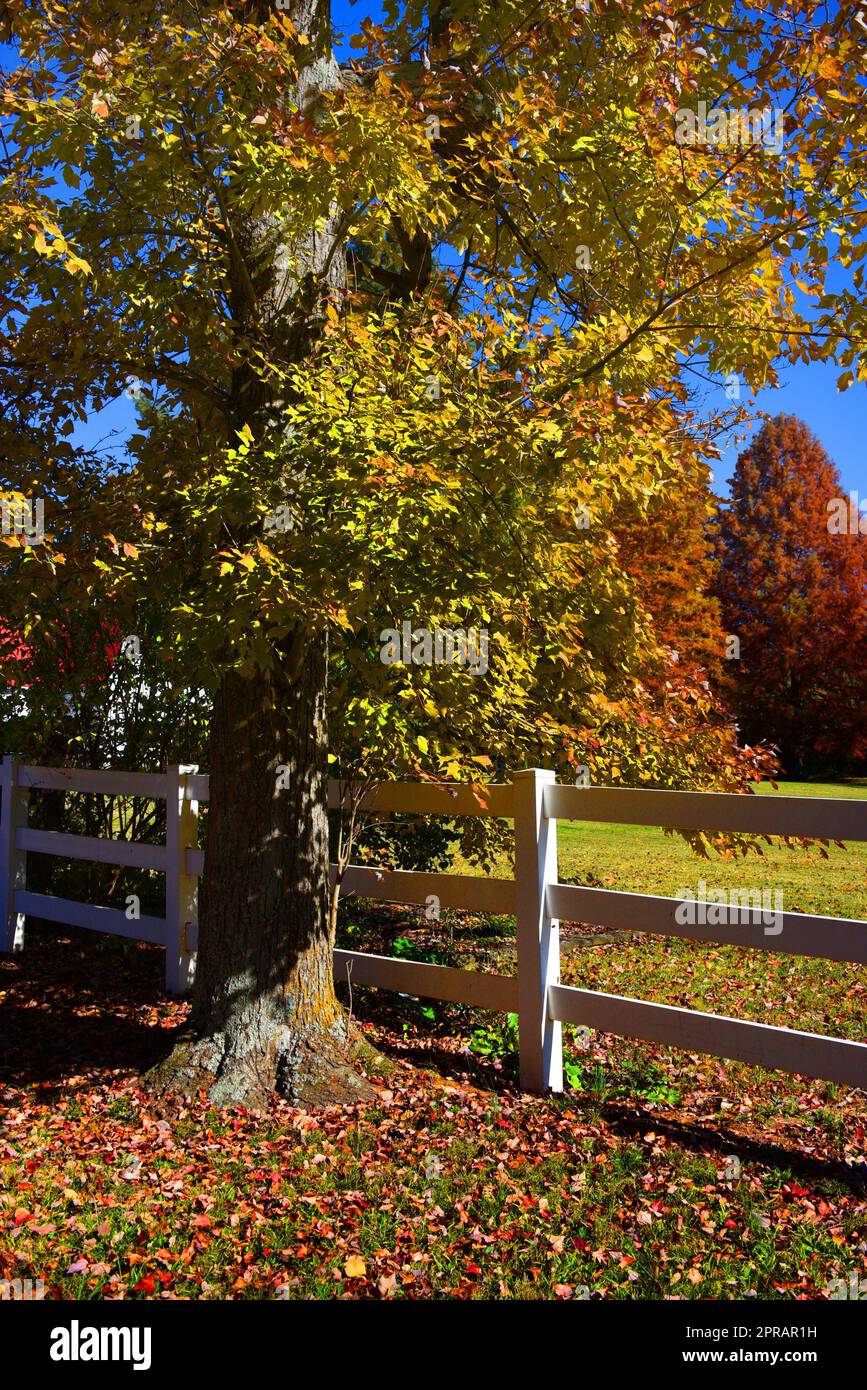 Tennessee Fall leaves hang over white fence. Countryside image also ...