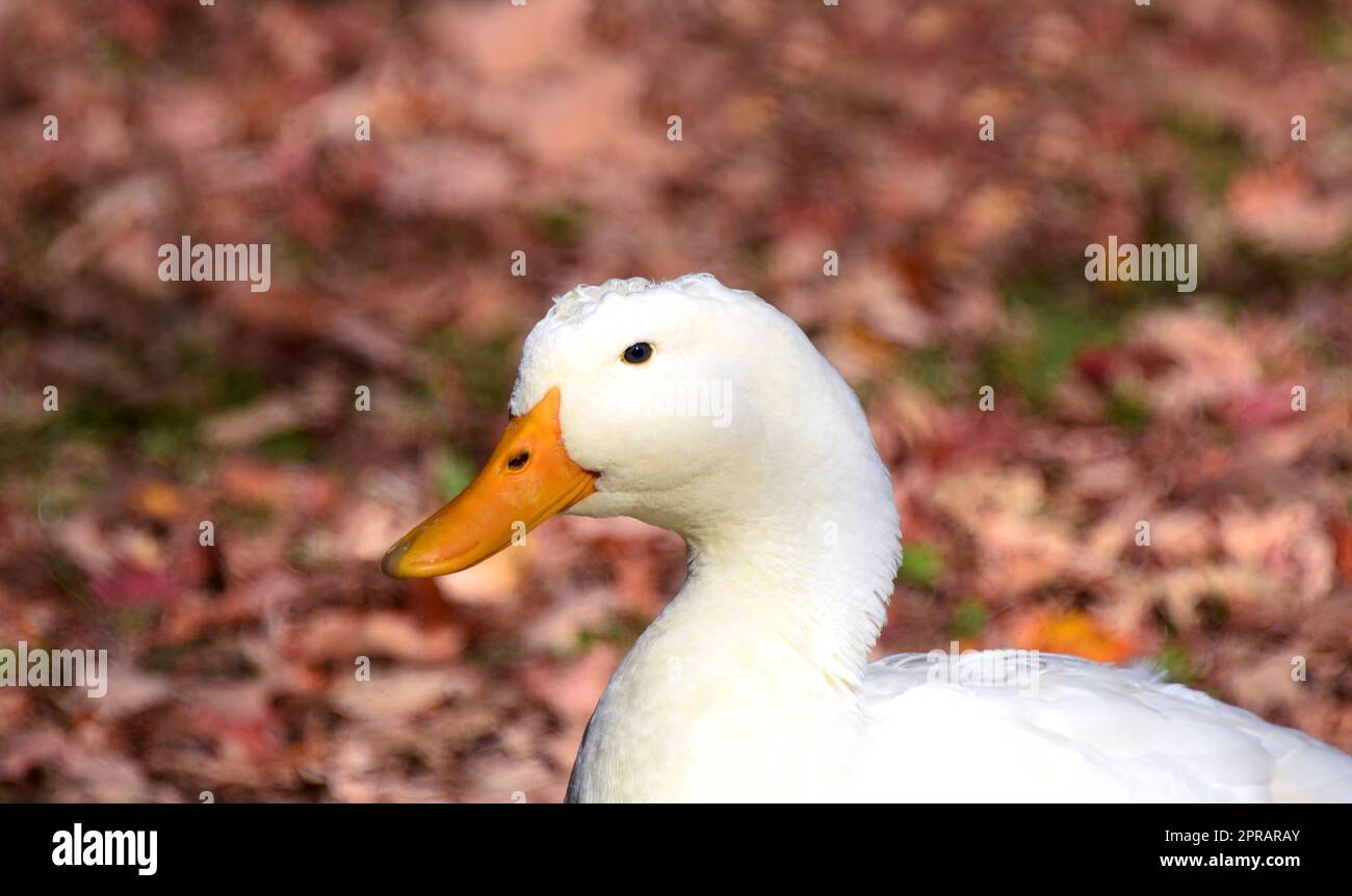 Curious duck hi-res stock photography and images - Alamy