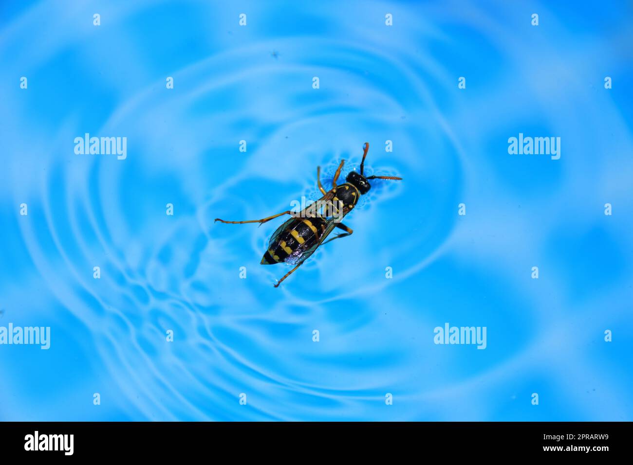 Wasp floats on the water surface in summer Stock Photo - Alamy