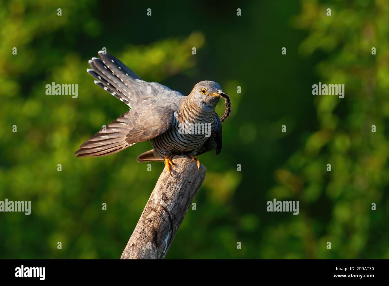 Common cuckoo eating insect on tree in summer nature Stock Photo - Alamy