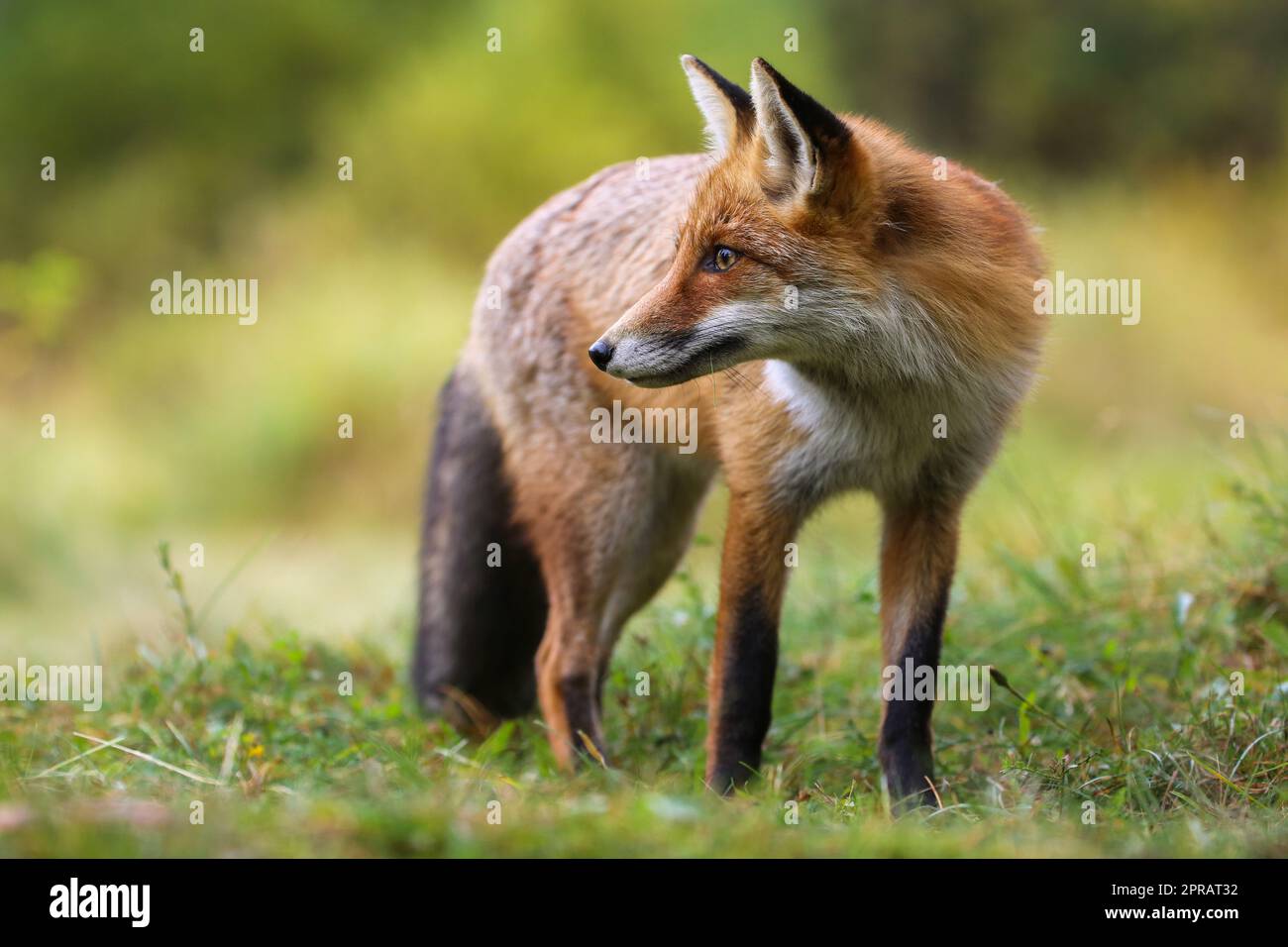 Alert red fox standing on grassland in summer nature Stock Photo - Alamy