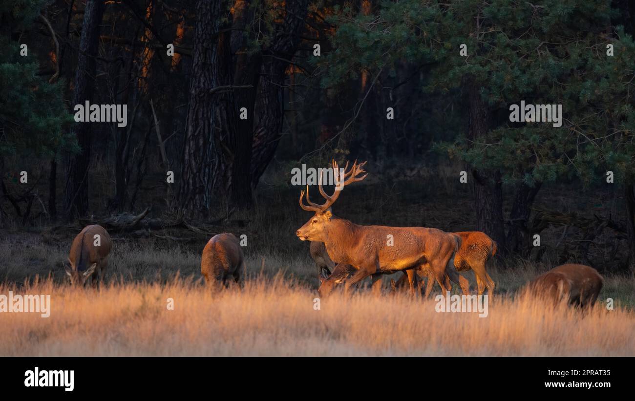 Red deer walking on field with others behind in sunset Stock Photo - Alamy
