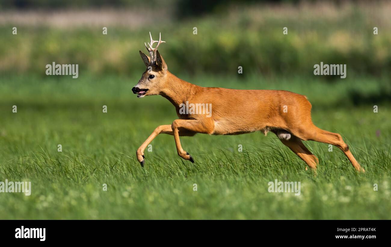 Male roe running on field hi-res stock photography and images - Alamy
