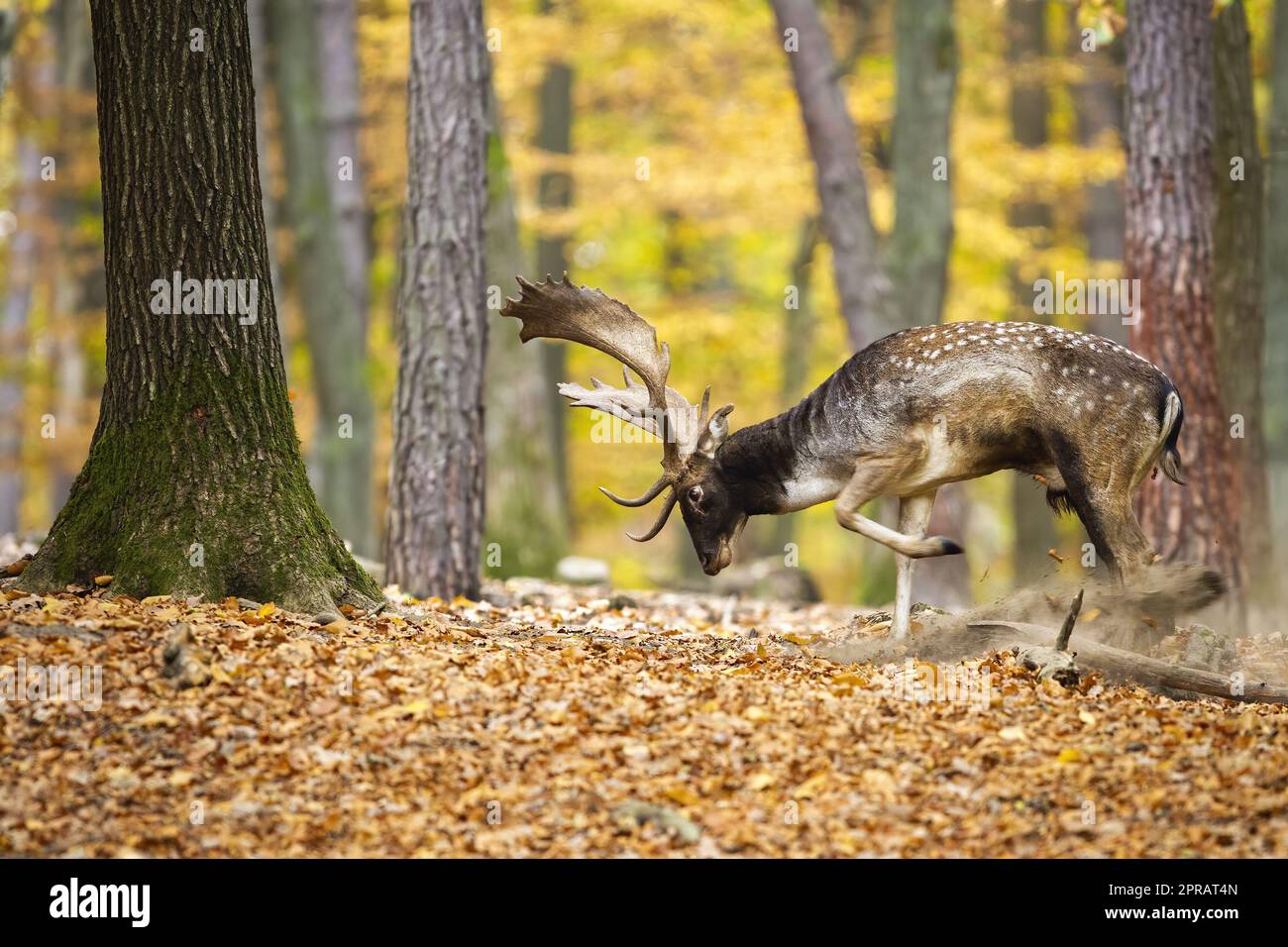 Fallow deer marking territory in color forest in autumn Stock Photo - Alamy