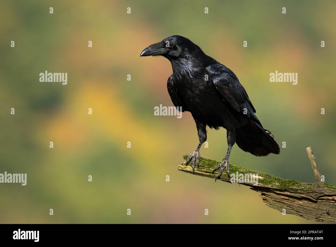 Common raven sitting on mossed branch in autumn nature Stock Photo - Alamy
