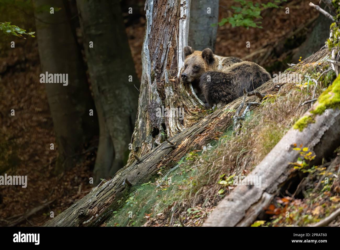 Tired brown bear sleeping in forest in autumn nature Stock Photo - Alamy