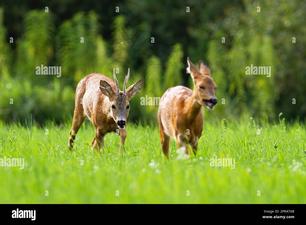 Pair of roe deer buck and doe walking together during summer rutting ...