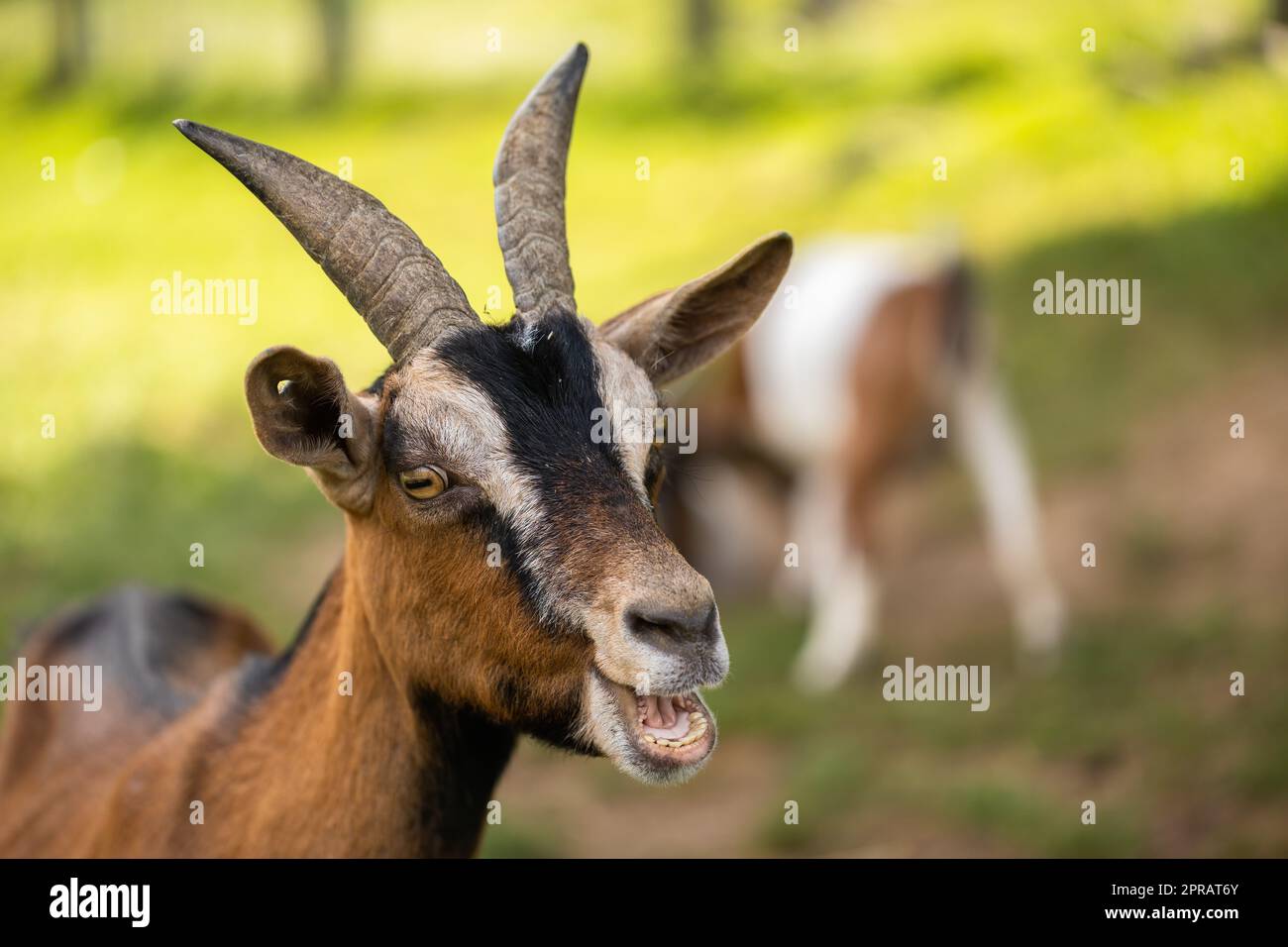 Goat bleeting in farmland in summertime nature in close up Stock Photo ...