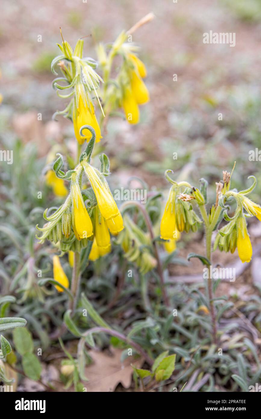 Onosma taurica, Onosma cinerea, Golden-flowered onosma, Boraginaceae ...