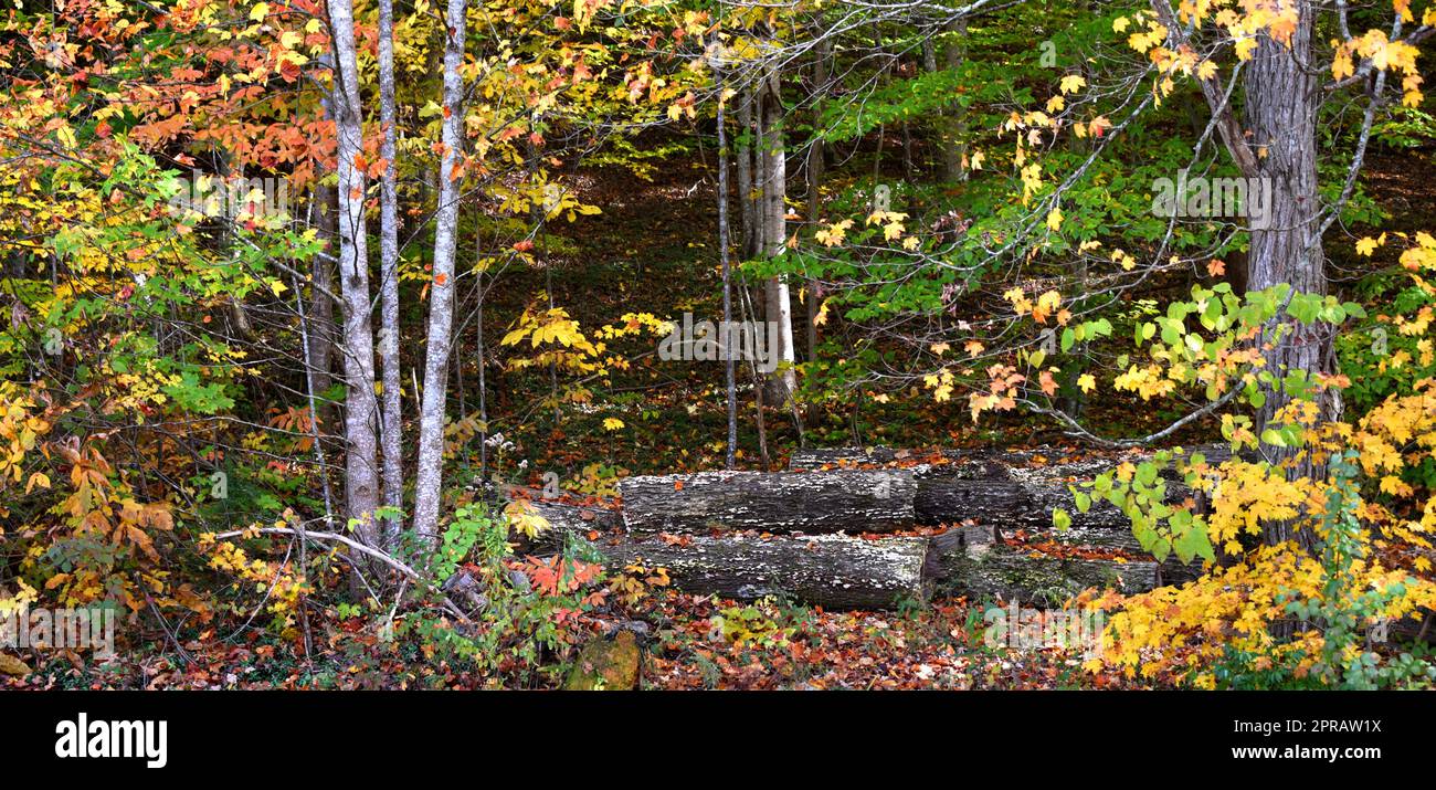 Stack of cut logs lay at edge of forest. Fall elaves in yellow and red ...