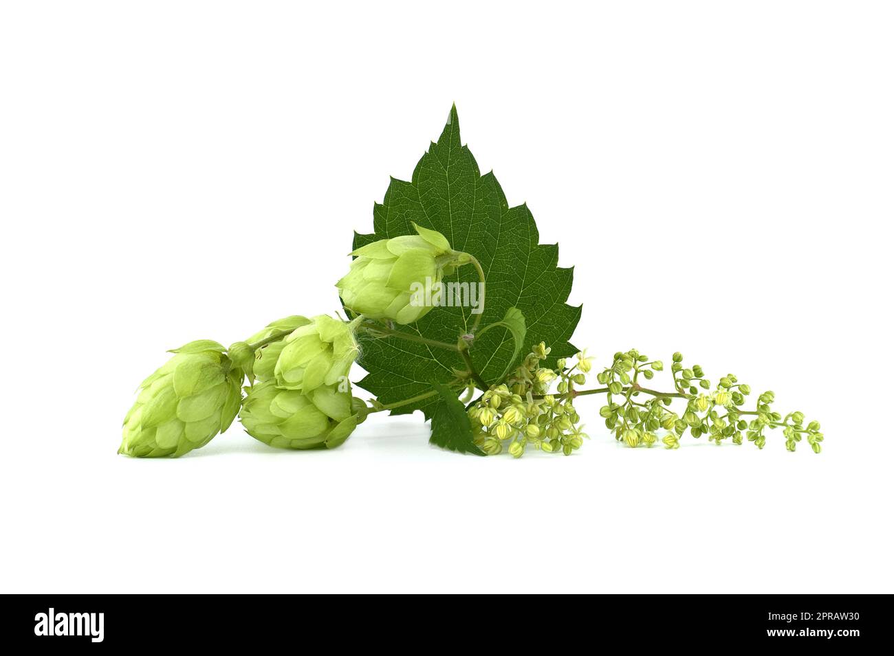 Common Hop plant (Humulus lupulus) over a white Stock Photo - Alamy