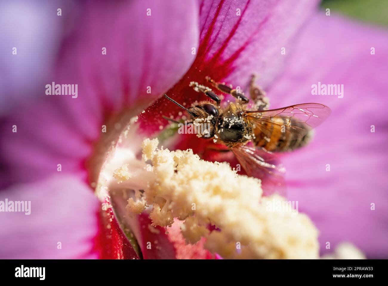 Honey bee sucking nectar in Hibiscus flower closeup Stock Photo - Alamy