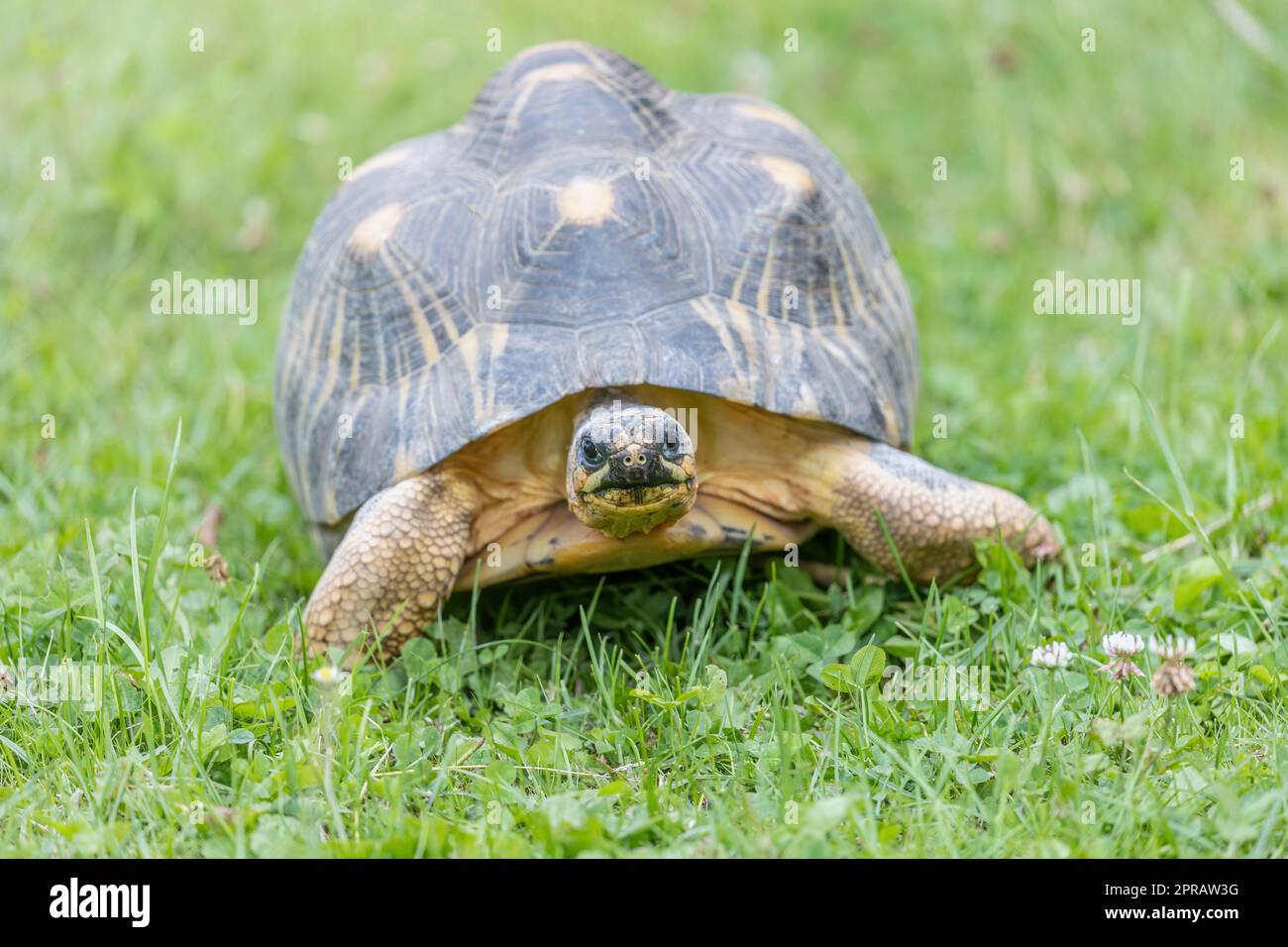 Front view portrait of radiated tortoise Stock Photo - Alamy
