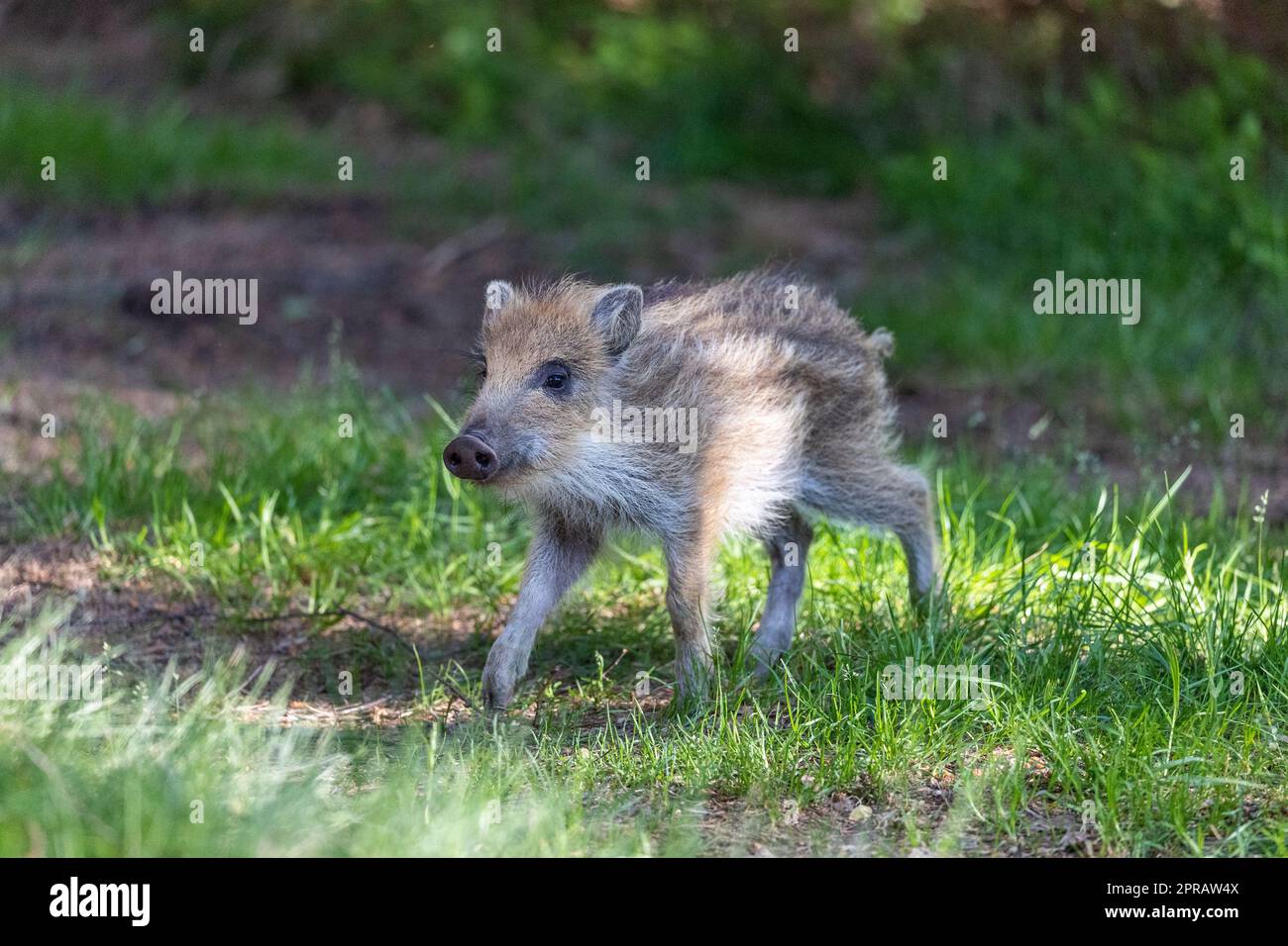 Pig piglet running hi-res stock photography and images - Alamy