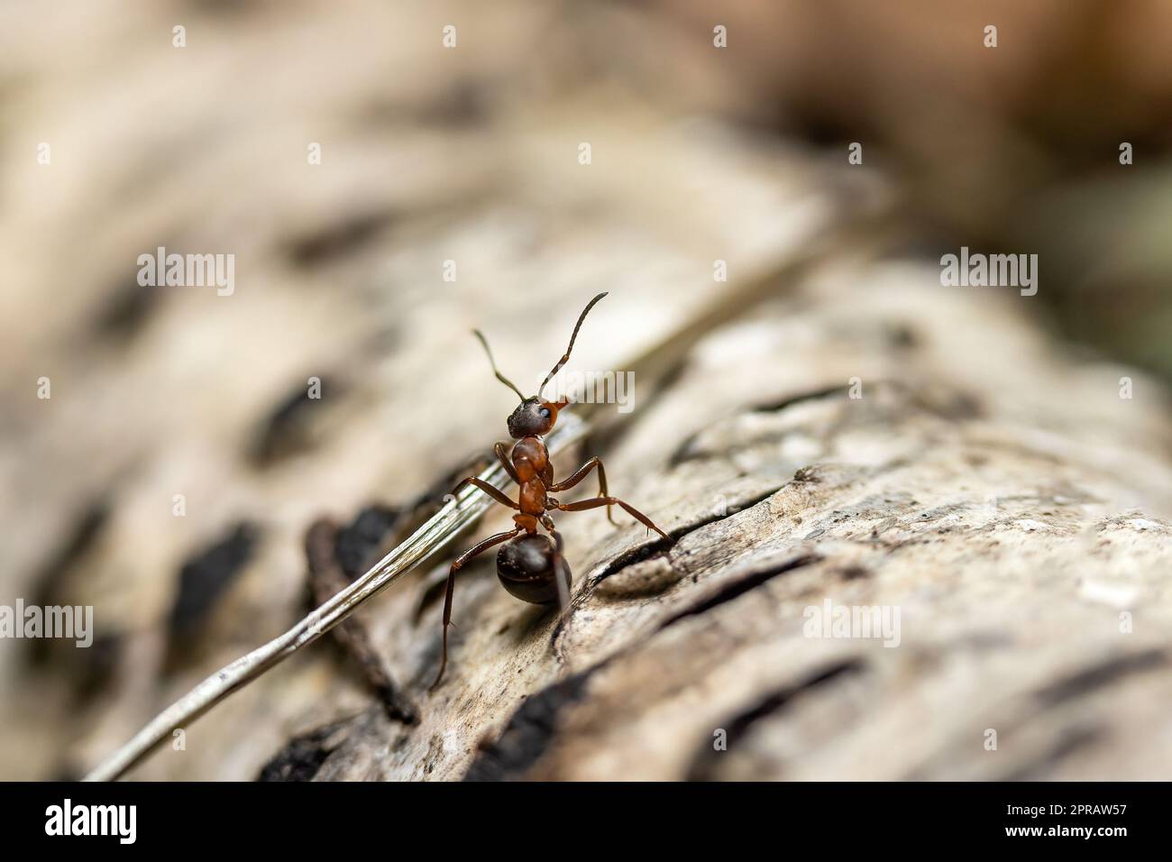 Ant is carrying a straw on a birch tree closeup Stock Photo - Alamy