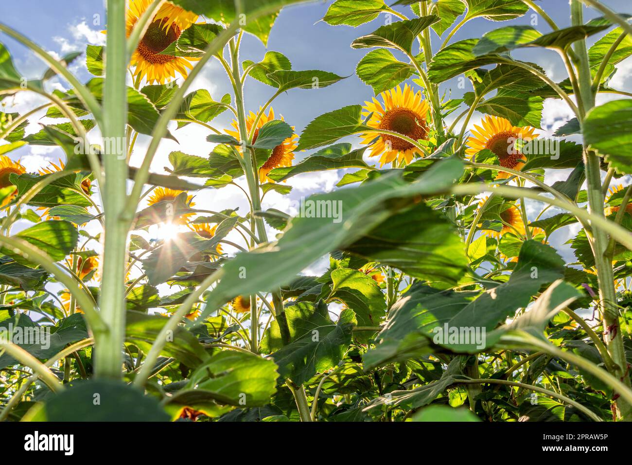 Oil sunflow hi-res stock photography and images - Alamy
