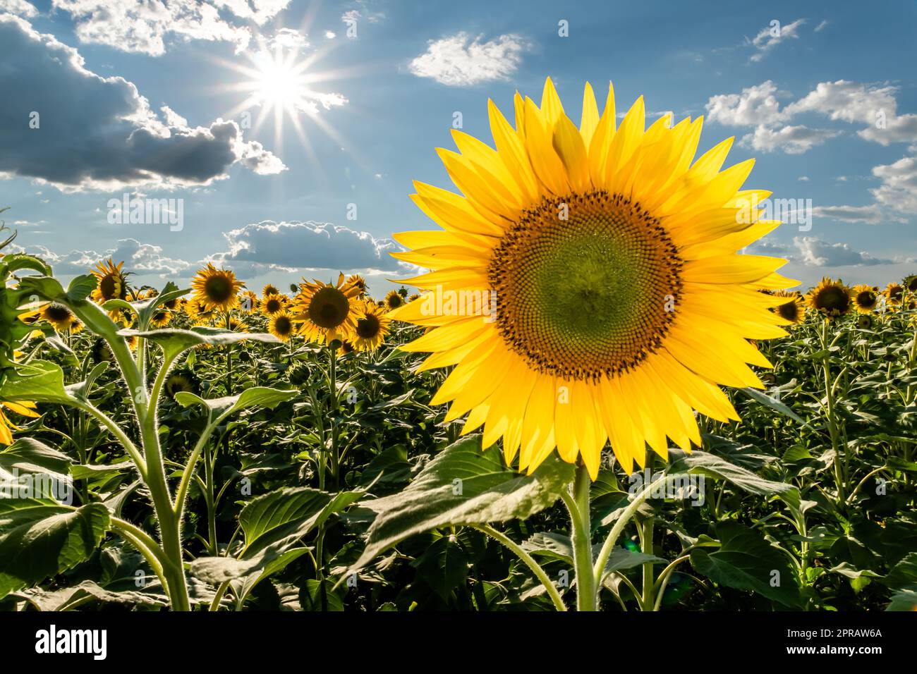 A picture of an advertisement for sunflower and vegetable oil ...
