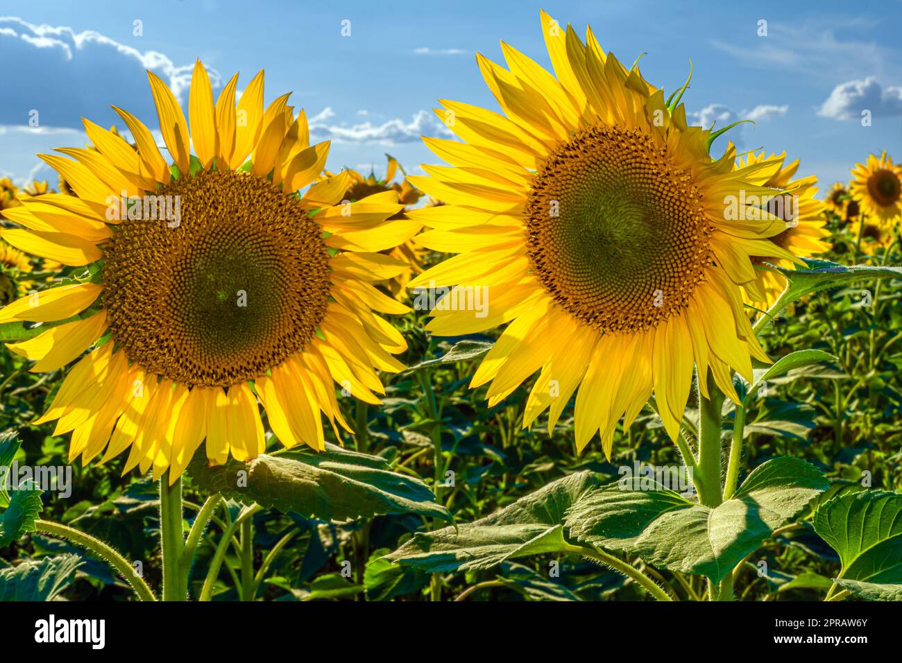 A picture of an advertisement for sunflower and vegetable oil ...