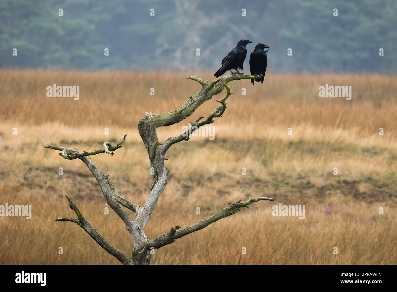 Two common raven sitting on old tree in autumn nature Stock Photo - Alamy