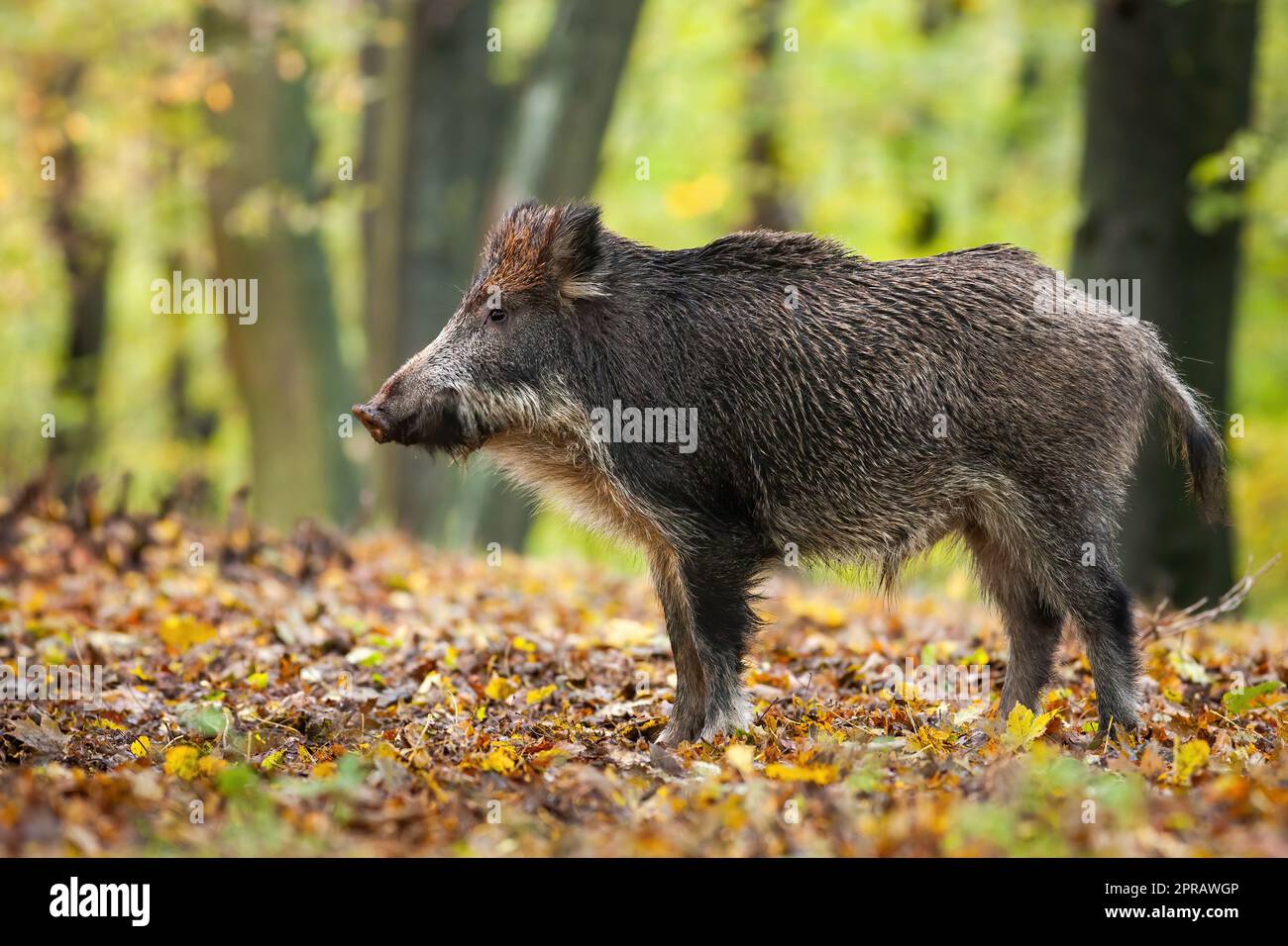 Wild boar standing in autumn forest with orange and yellow leaves on ...
