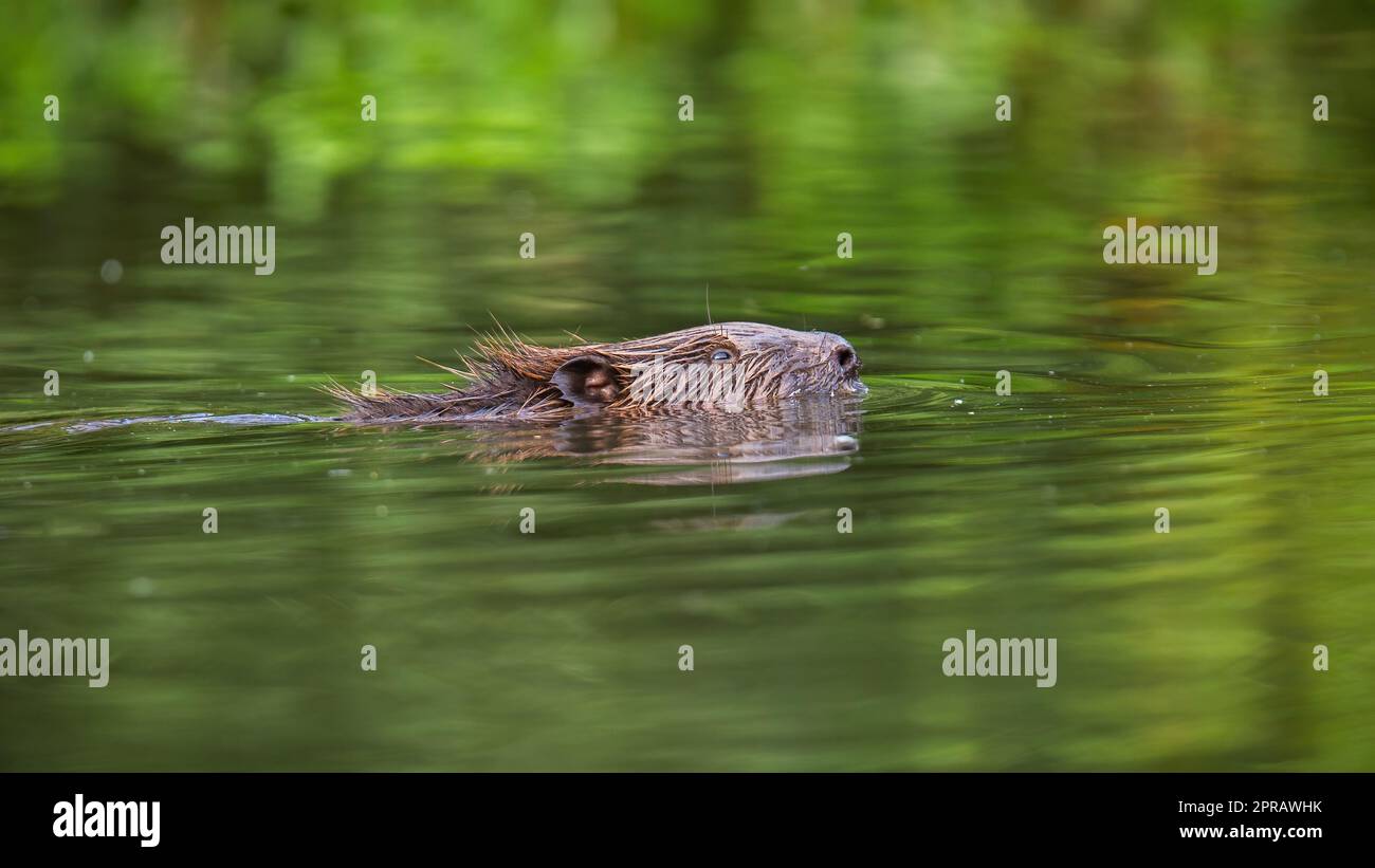 Eurasian beaver floating under water with his head out Stock Photo - Alamy