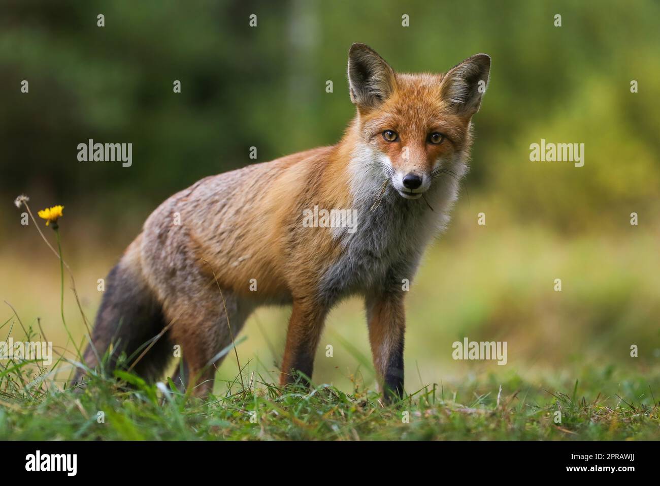 Fluffy red fox looking from a hill on a meadow in autumn nature Stock ...