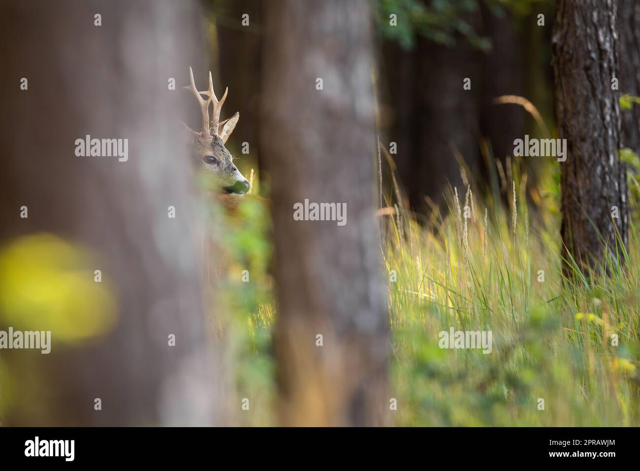 Shy roe deer buck hiding behind trees in summer forest Stock Photo - Alamy