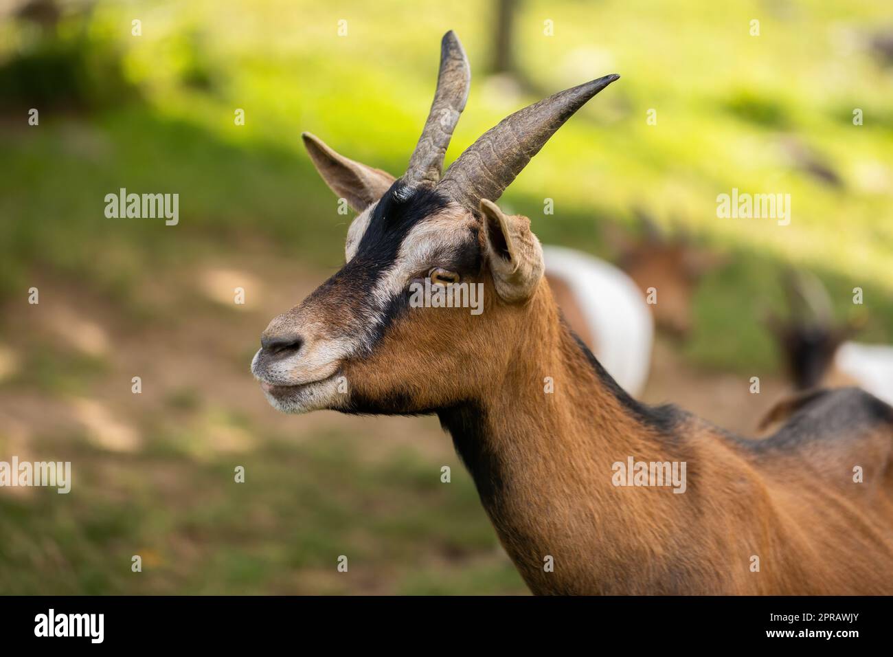 Goat looking to the camera on farmland in close up Stock Photo - Alamy