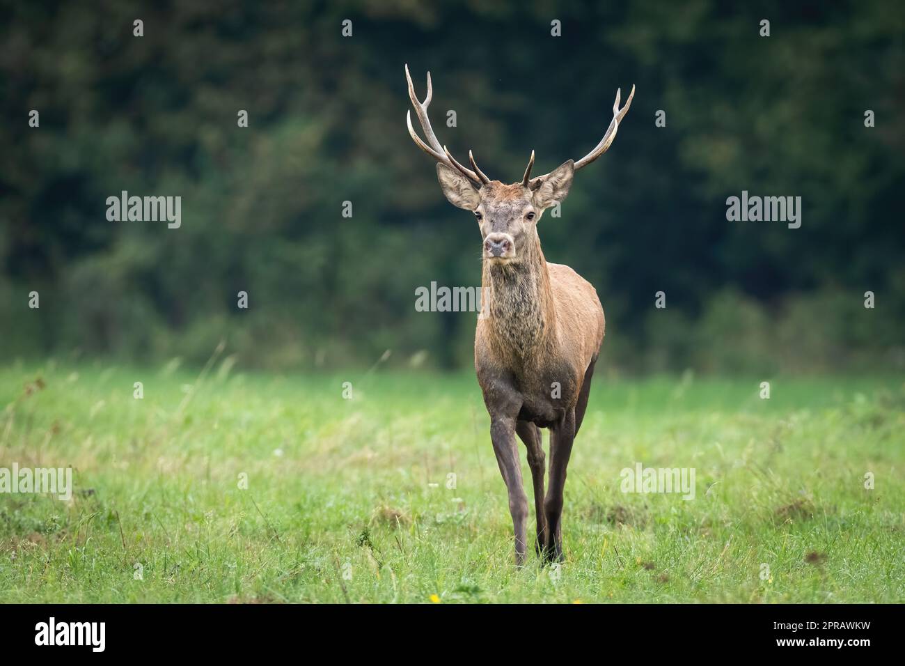 Red deer stag walking on a meadow with green grass in autumn from front ...