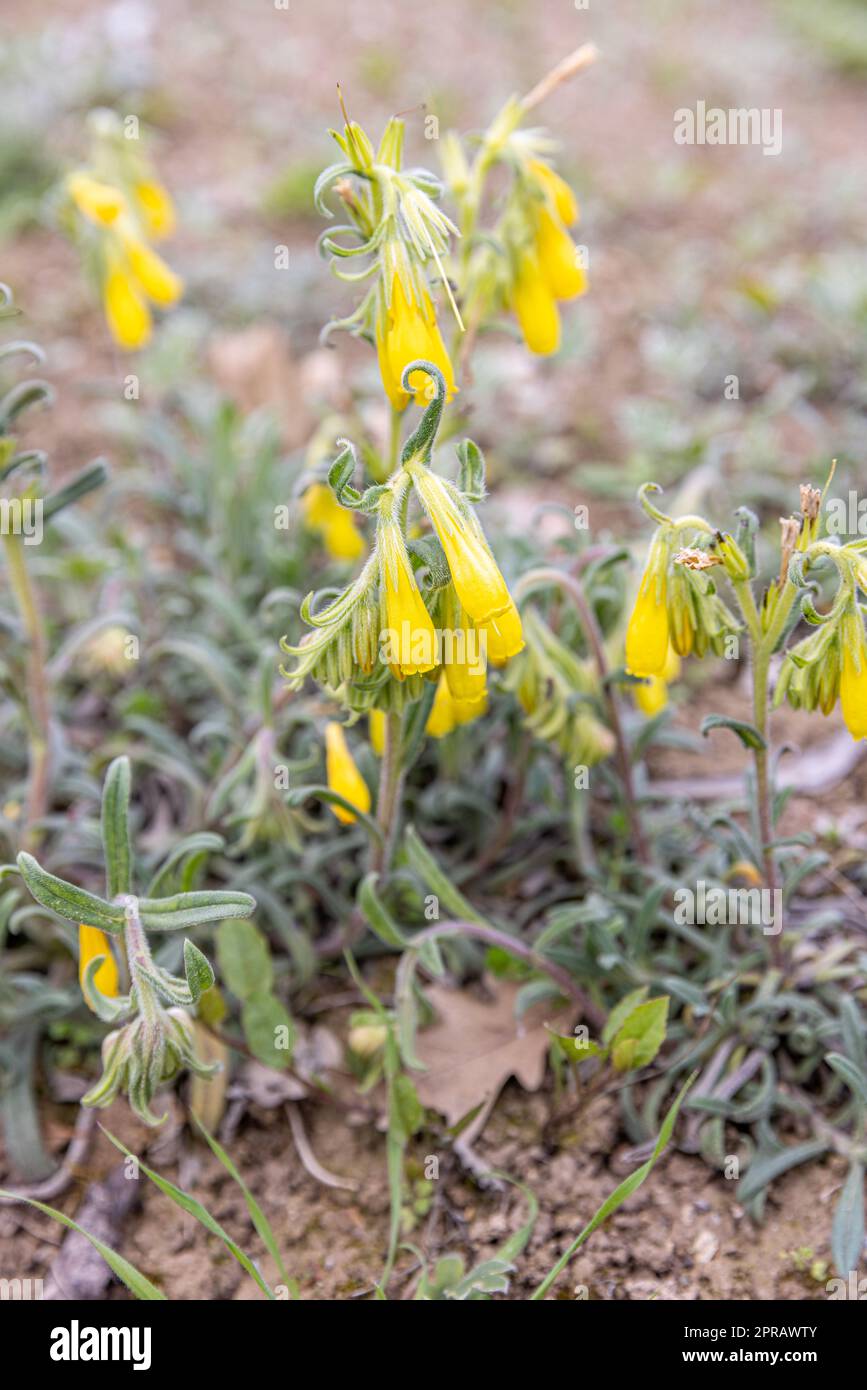 Onosma taurica, Onosma cinerea, Golden-flowered onosma, Boraginaceae ...