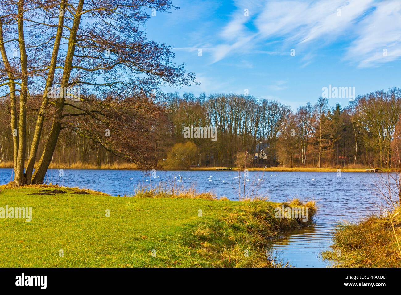 Natural panorama view lake pathway green plants trees forest Germany ...