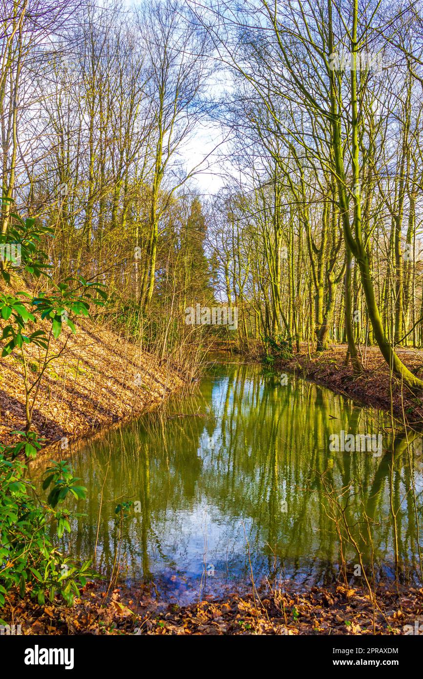 Natural panorama view lake pathway green plants trees forest Germany ...