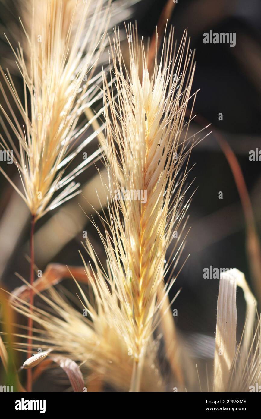 Mediterranean steppegrass hi-res stock photography and images - Alamy