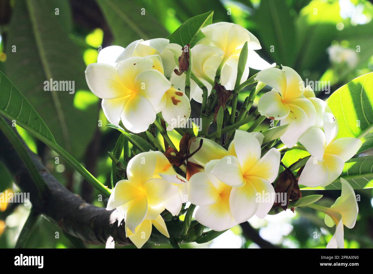 Plumeria alba hi-res stock photography and images - Alamy