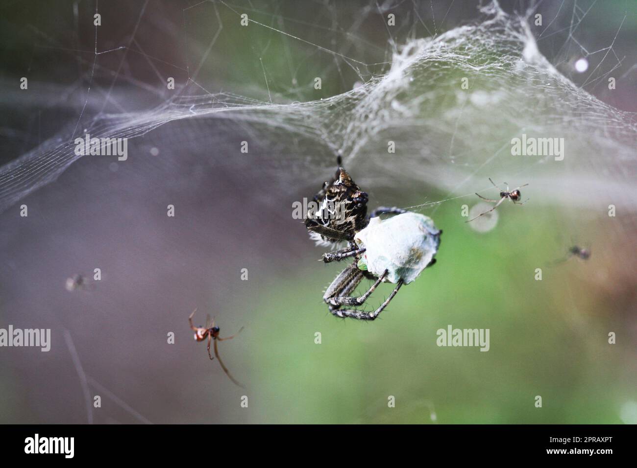 Spinnweben hi-res stock photography and images - Alamy