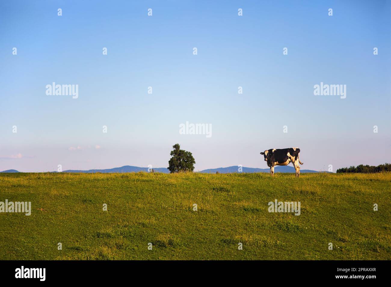 one cow in green field landscape horizon with mountains country ...