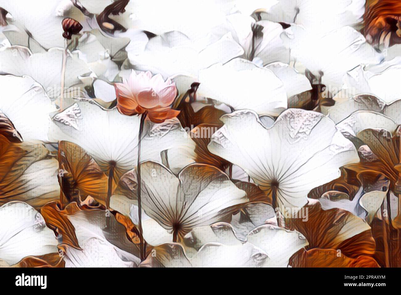 Rhizome lotus hi-res stock photography and images - Alamy