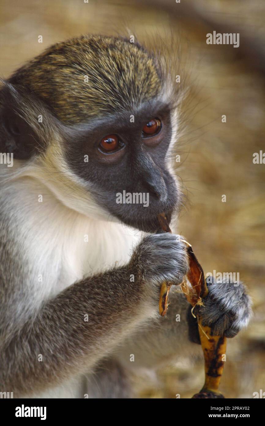 Grivet hi-res stock photography and images - Alamy