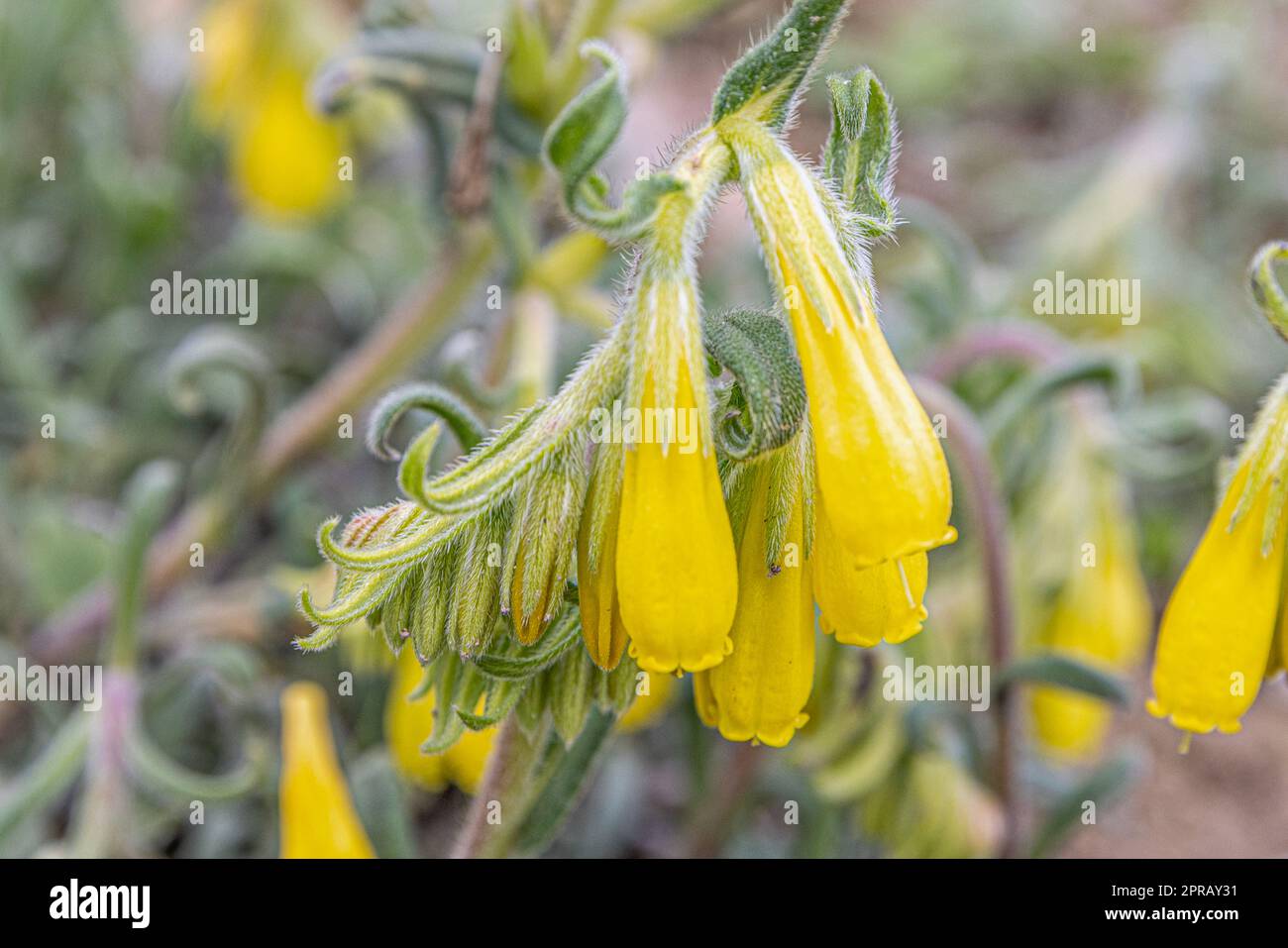 Onosma taurica, Onosma cinerea, Golden-flowered onosma, Boraginaceae ...