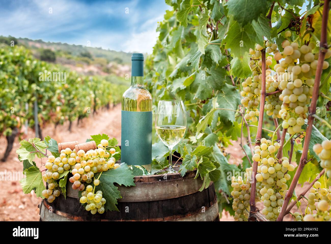 Bottle and goblet of Vermentino wine over the barrel in a vineyard ...