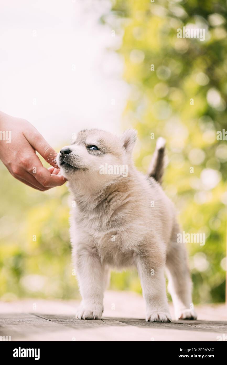 Four-week-old Husky Puppy Of White-gray Color Sitting On Wooden Ground ...