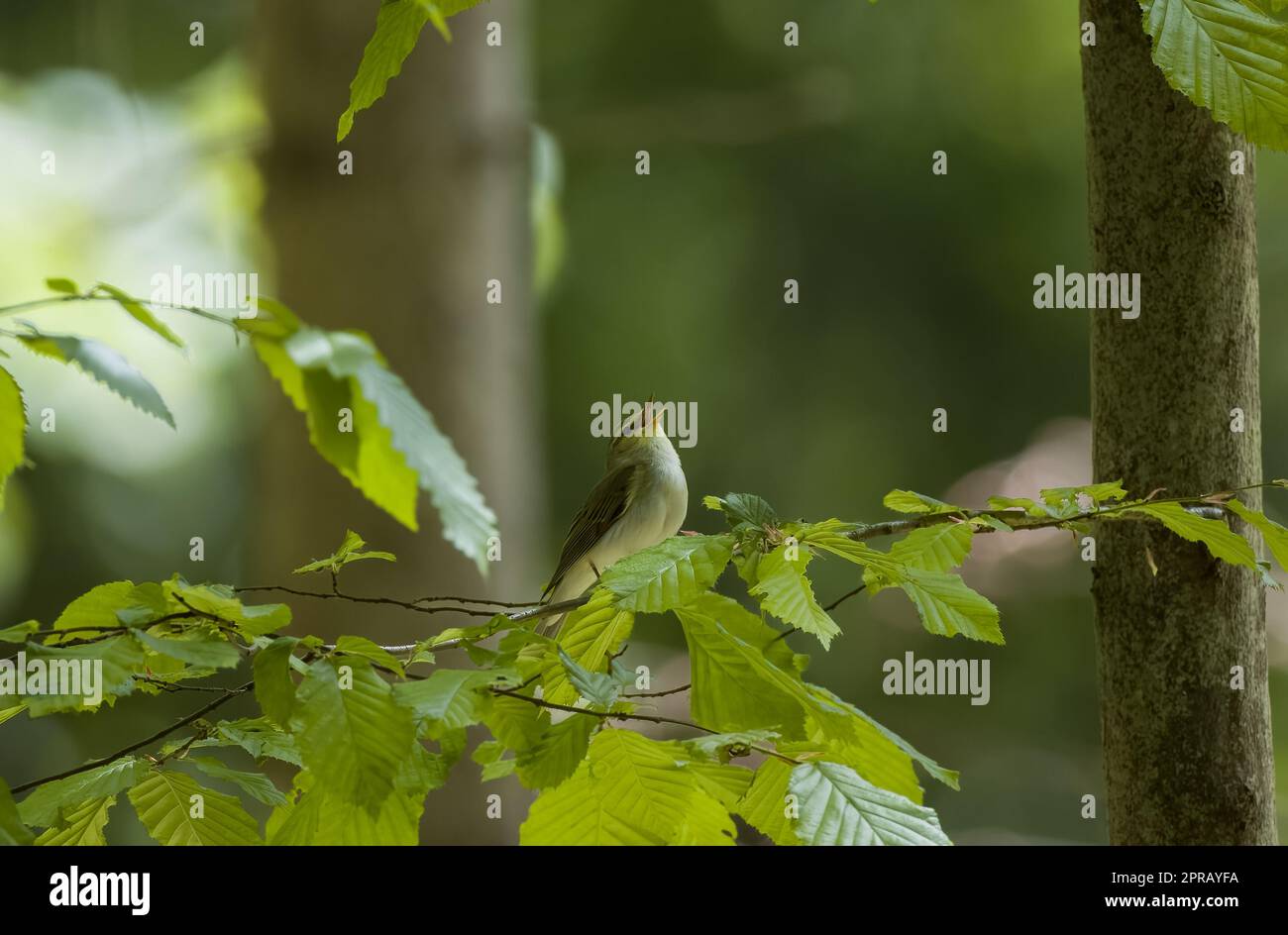 Wood Warbler(Rhadina sibilatrix) calling on hornbeam branch Stock Photo ...