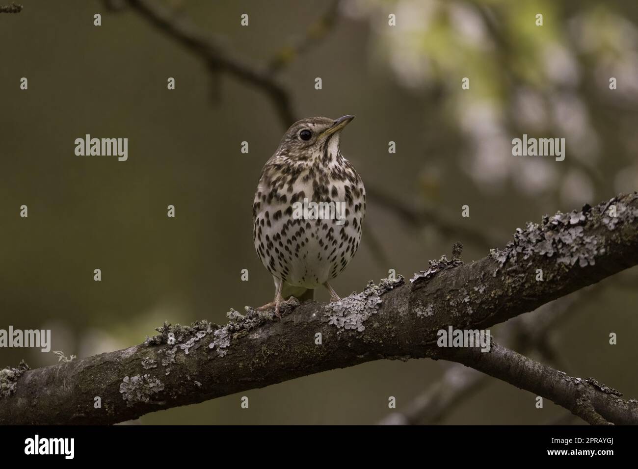 Song spring hi-res stock photography and images - Alamy