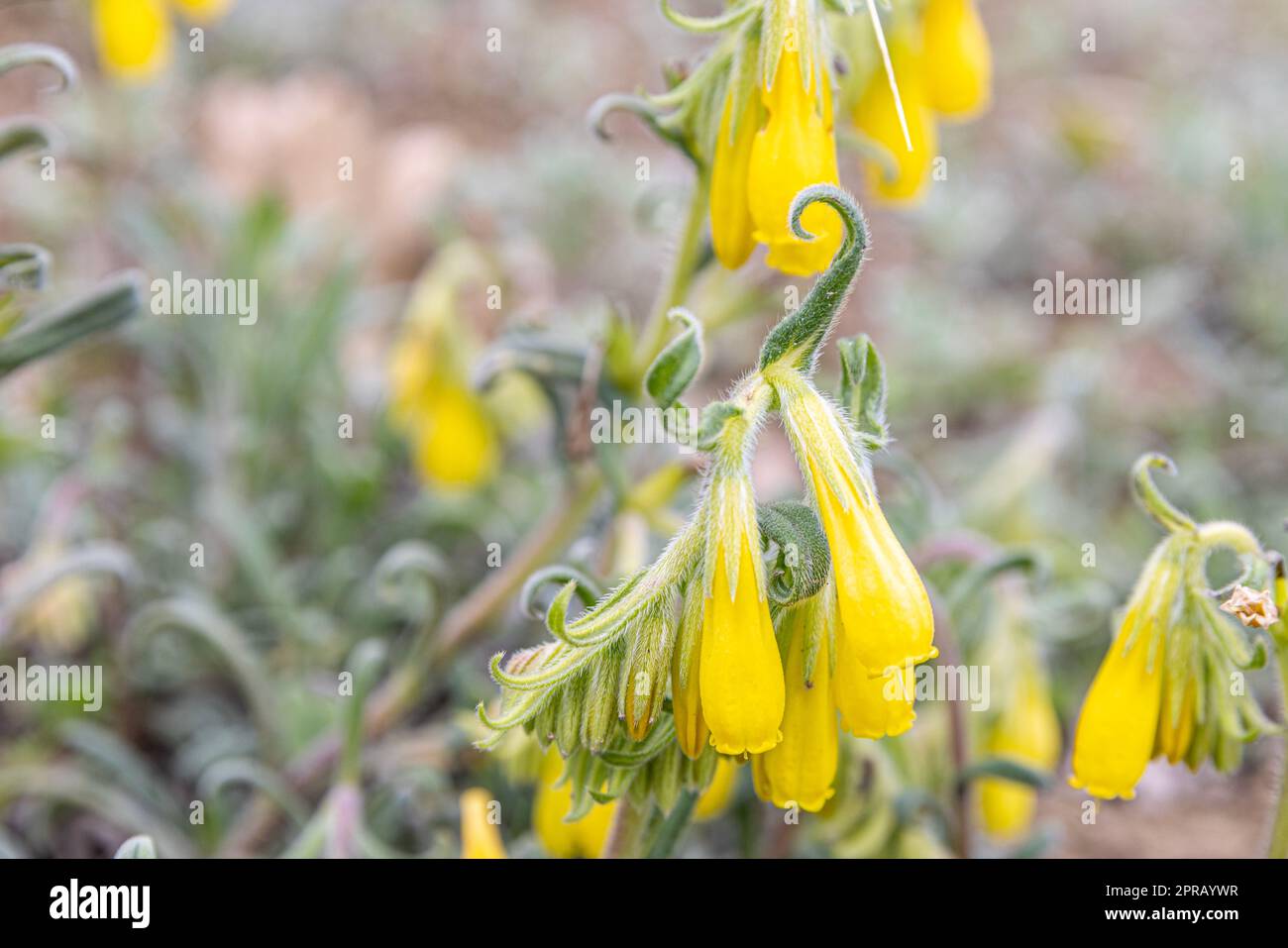 Onosma taurica, Onosma cinerea, Golden-flowered onosma, Boraginaceae ...