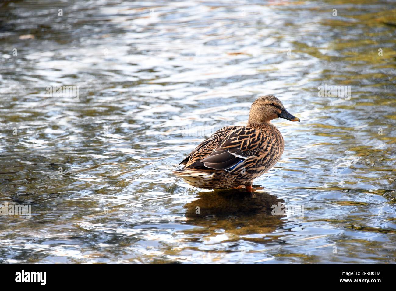 Female Mallard Duck rests in the middle of the Doe River in ...