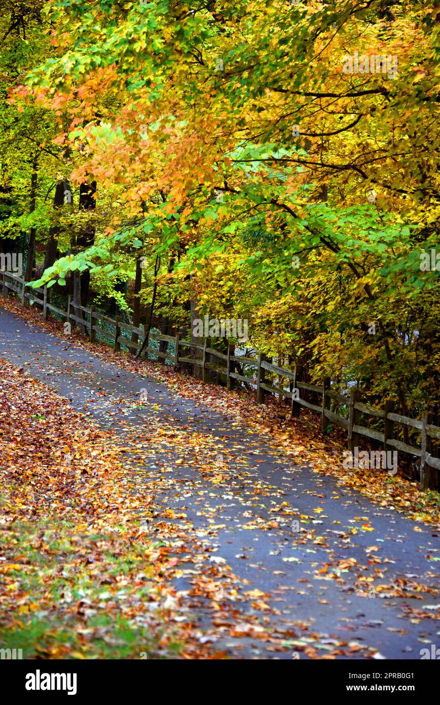 Country lane is covered with fallen Autumn leaves. Rustic wooden fence ...