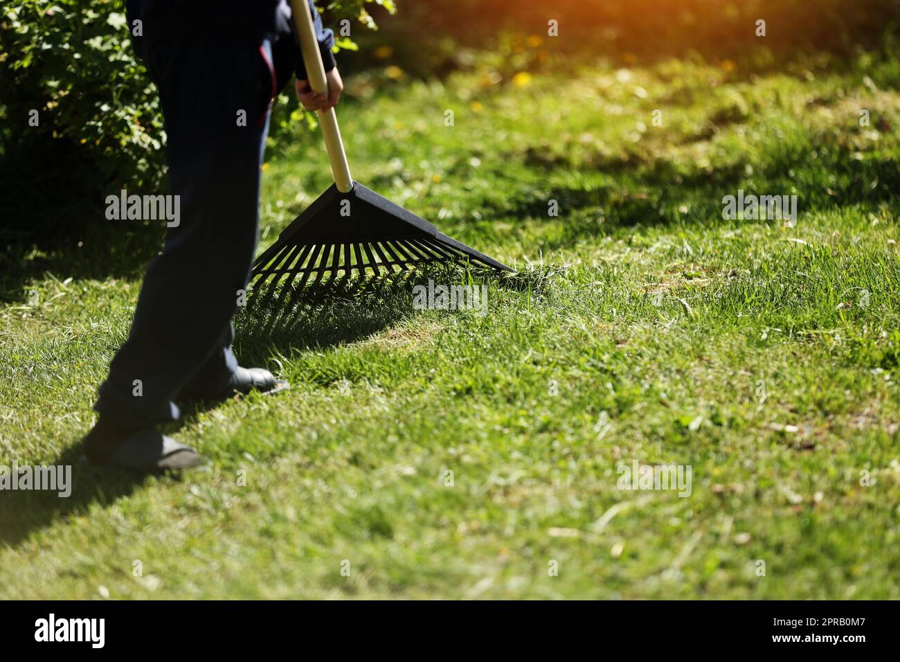 Unrecognised man is raking leaves with a plastic black rake. Cleaning ...
