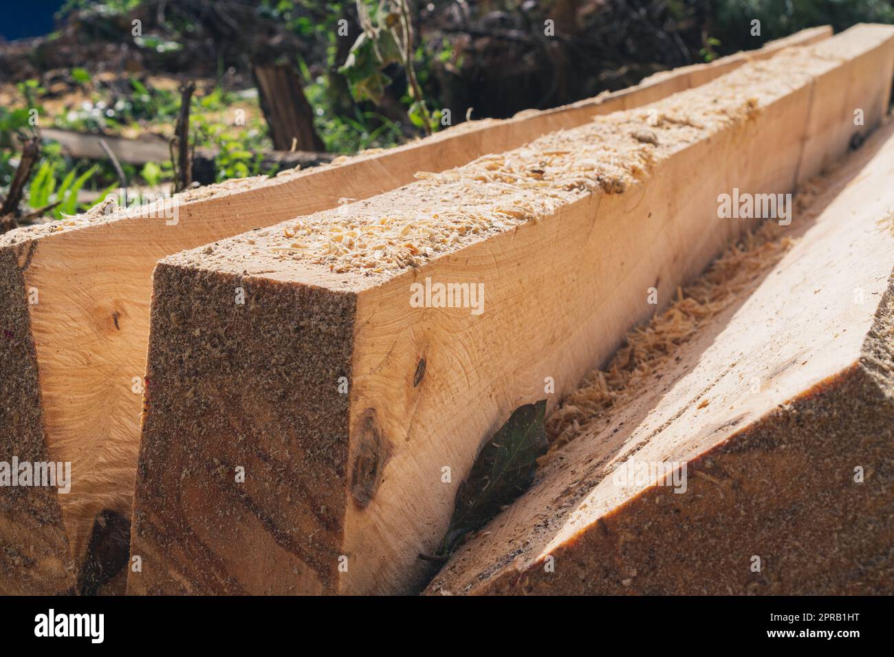 harvesting pine wood tree and cutting into wood log Stock Photo - Alamy