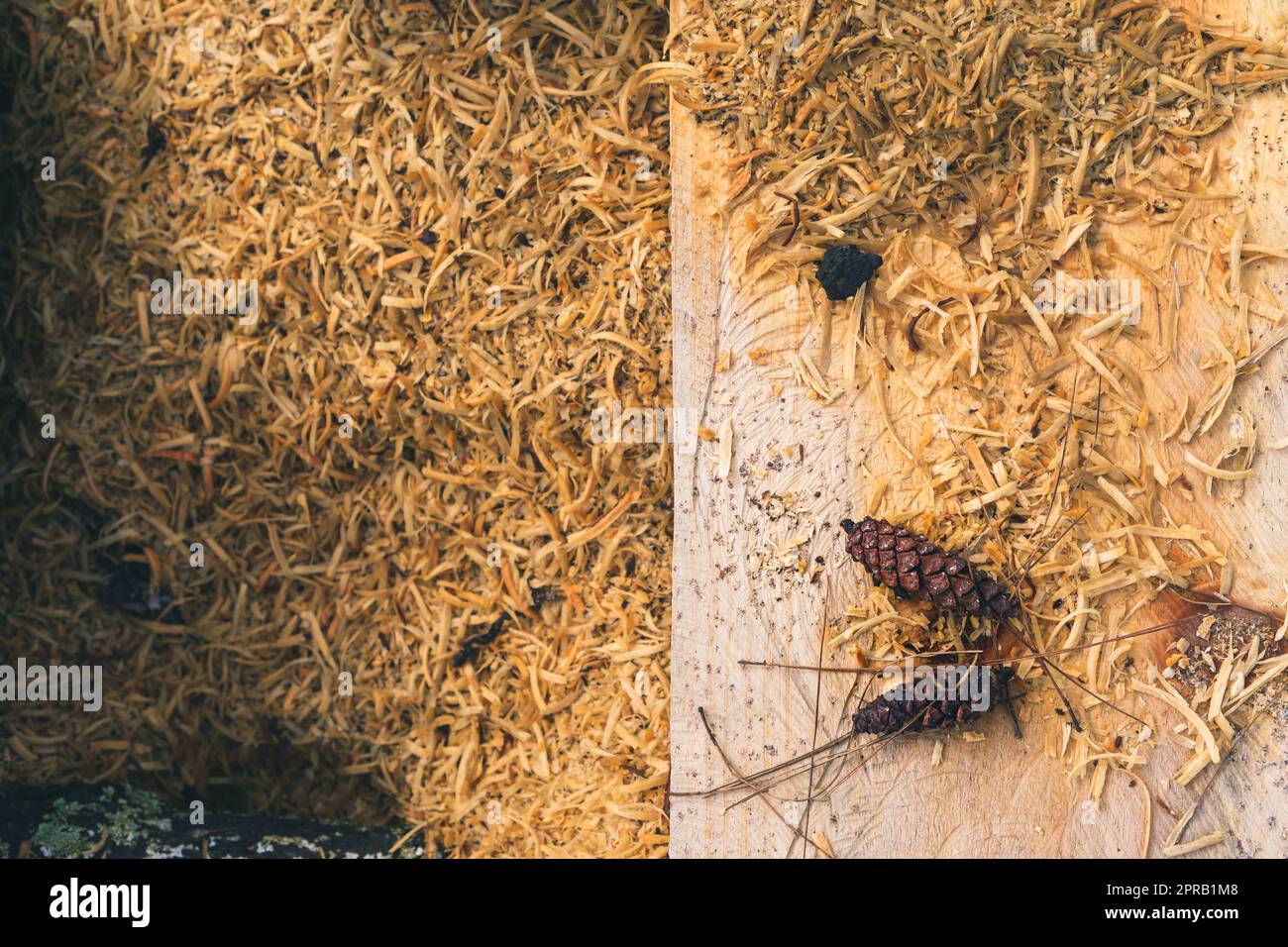 harvesting pine wood tree and cutting into wood log Stock Photo - Alamy